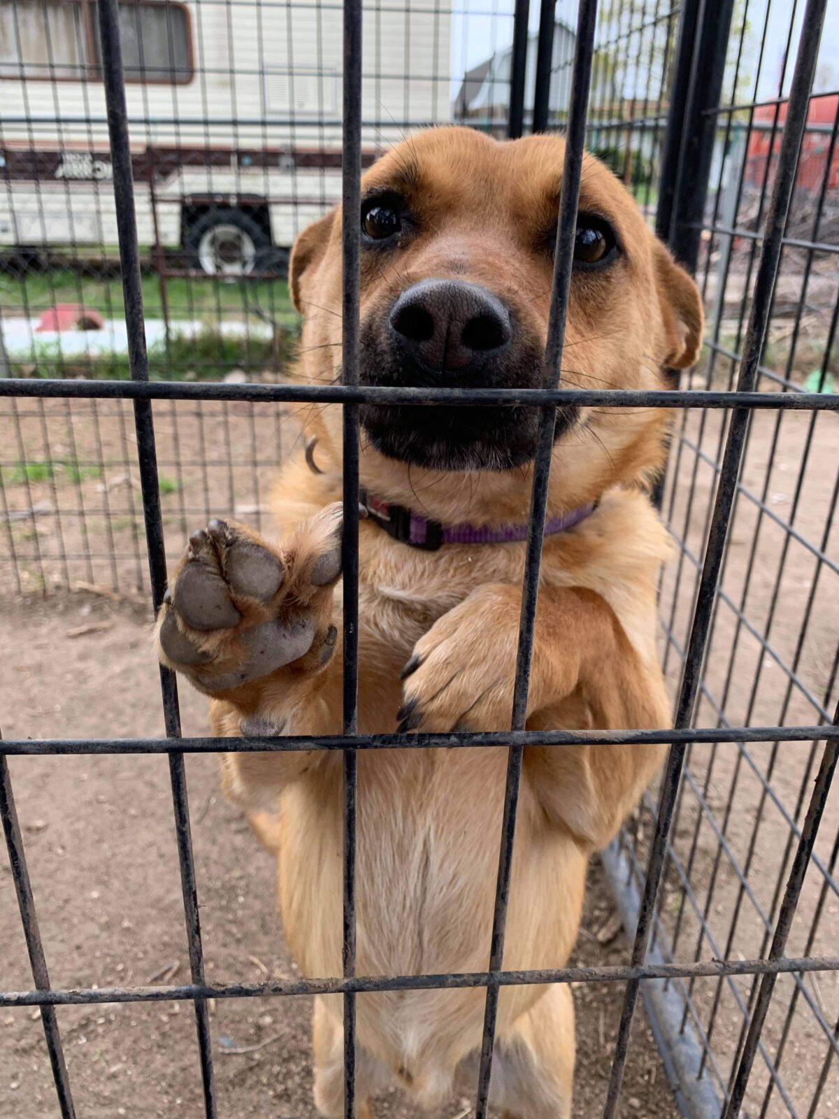 Foster - Rescue Network