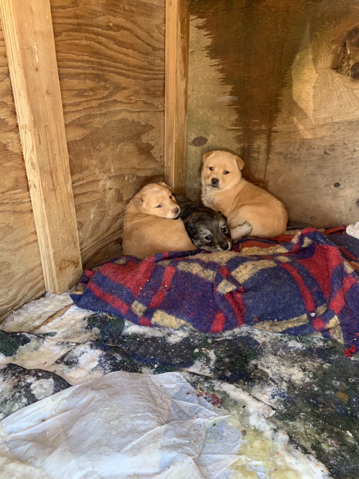 Foster - Rescue Network