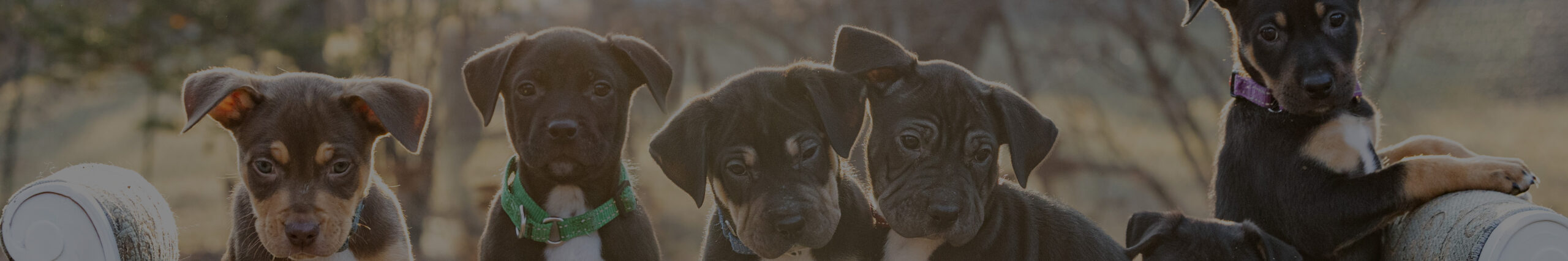 Adoptable Dogs - Rescue Network