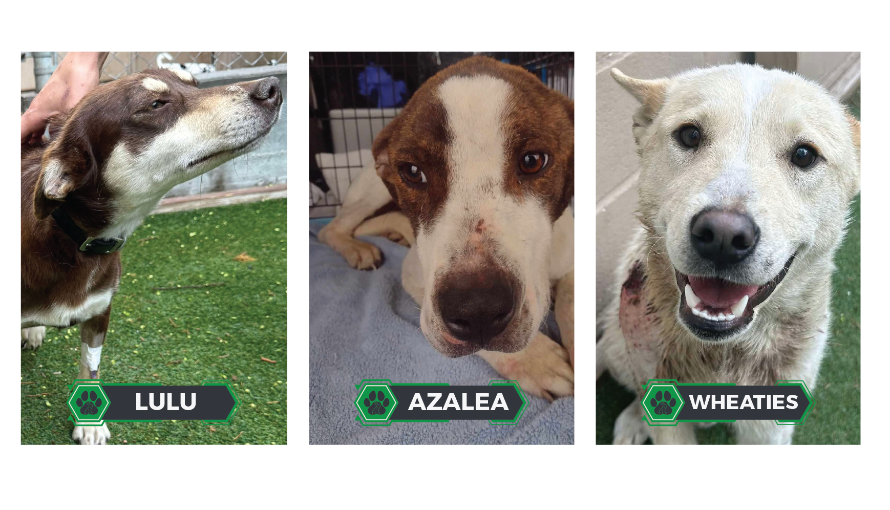 Adoptable Cats - Rescue Network